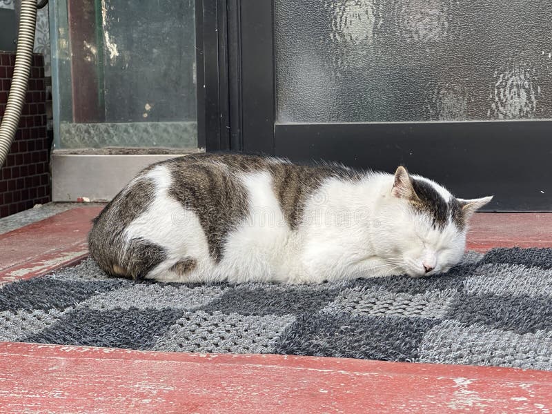 Stray Fat Cat Sleeping in Front of the Door Stock Photo - Image of ...