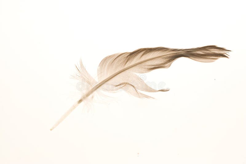 Feather stock image. Image of nature, duck, bird, feather - 14098715