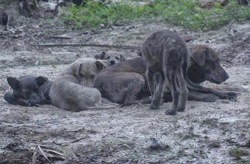 Stray Female Dog with Her Puppies Stock Photo - Image of homeless ...