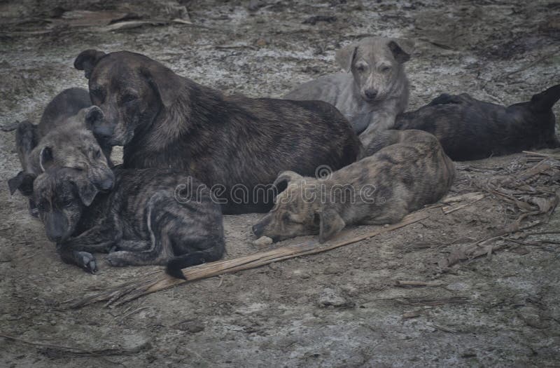 Stray Female Dog with Her Puppies Stock Image - Image of dirty, close ...