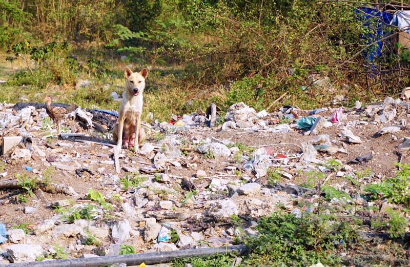 Stray Female Dog in Poor Area Stock Photo - Image of area, help: 67772122