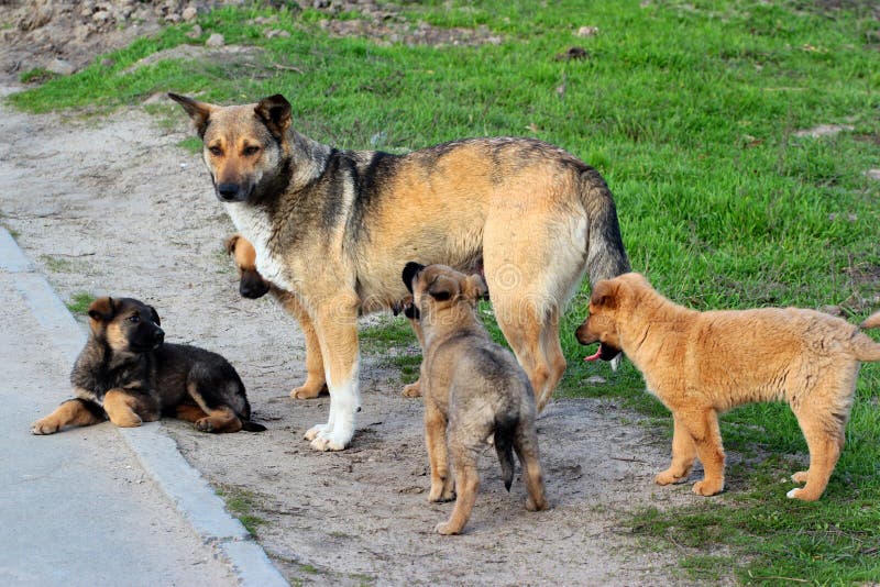 Stray Female Dog with Puppies Stock Image - Image of puppy, canine ...