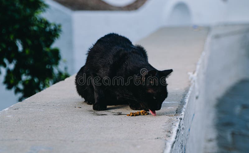 Stray Feral Cat Eating Stock Image Image Of Homeless 320456247