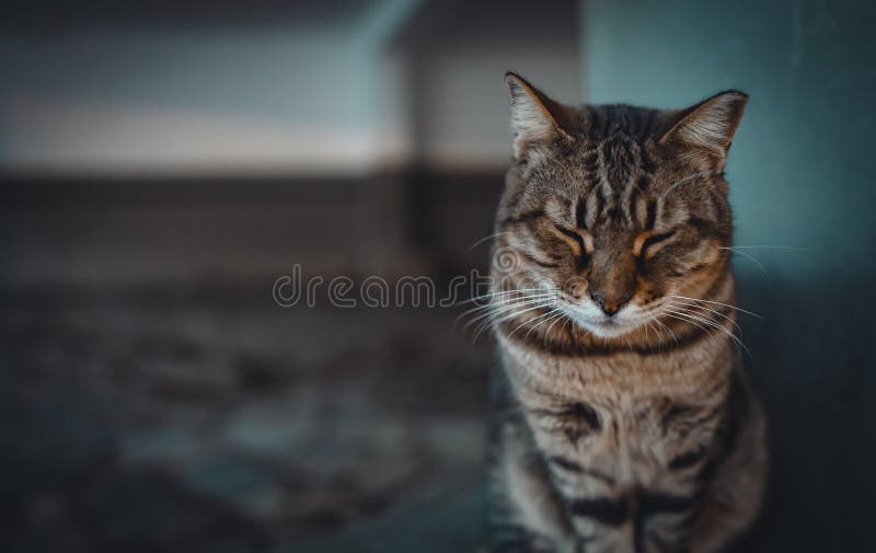 Stray Feral Cat with Eye Infection Stock Image - Image of kitten ...