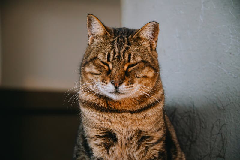 Stray feral cat stock photo. Image of island, animal - 320456266