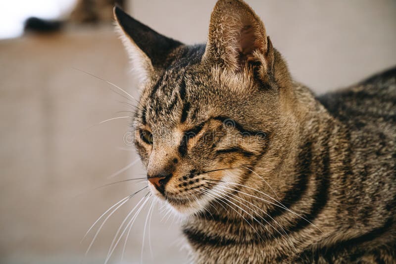 Stray feral cat stock image. Image of mammal, eyes, europe - 320456269