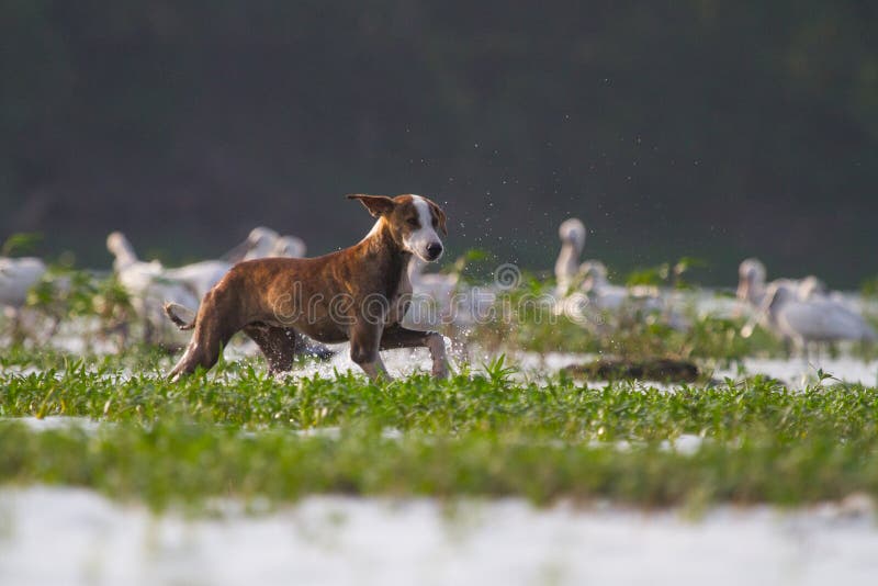 Stray Feral Dog Running in the Water Stock Photo - Image of feral ...