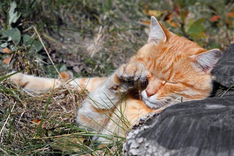 444 Stray Cat Wallpaper Pc Stock Photos - Free & Royalty-Free Stock ...