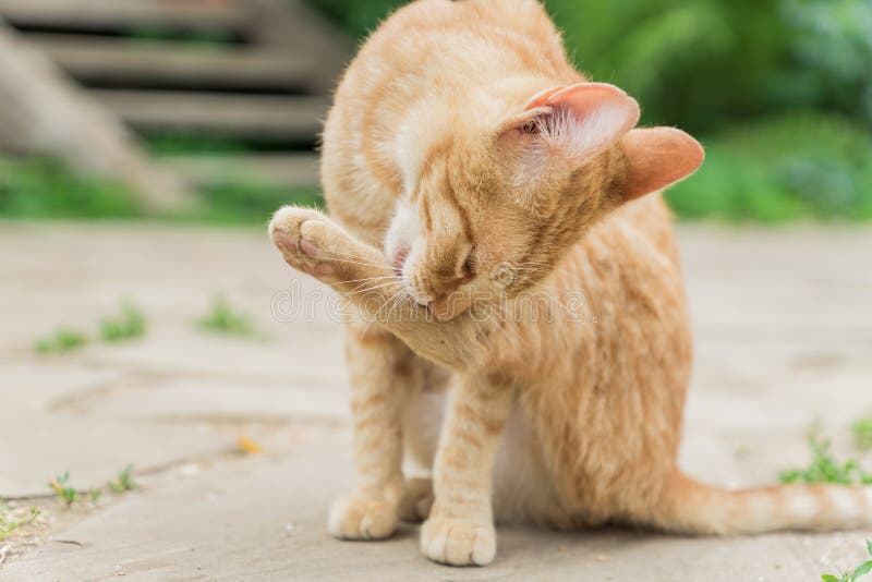 Stray Ginger Cat Sitting on the Road Stock Photo - Image of alone ...