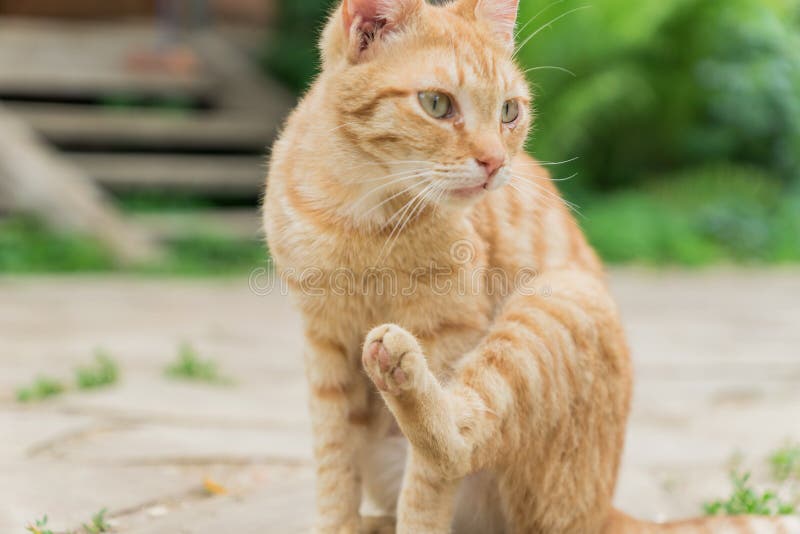 Stray Ginger Cat Sitting on the Road Stock Photo - Image of alone ...