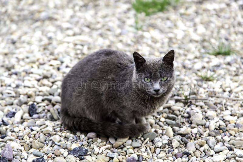 Stray gray cat stock photo. Image of homeless, alone - 213113574