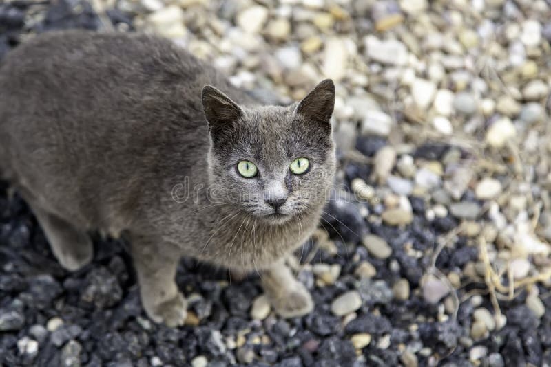 Stray gray cat stock image. Image of breed, nature, wildlife - 213113585