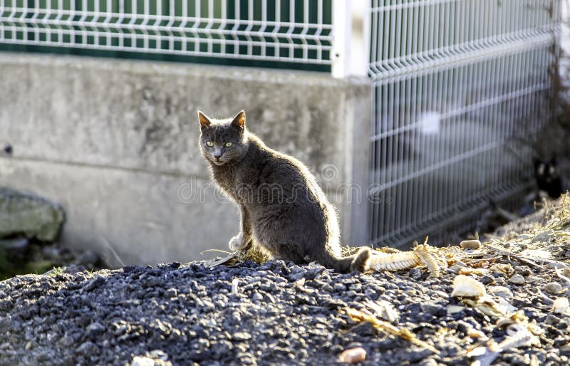 Stray gray cat stock photo. Image of nature, loneliness - 213655618