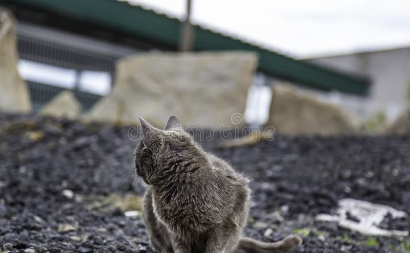 Stray gray cat stock photo. Image of hunt, animal, adorable - 216938414