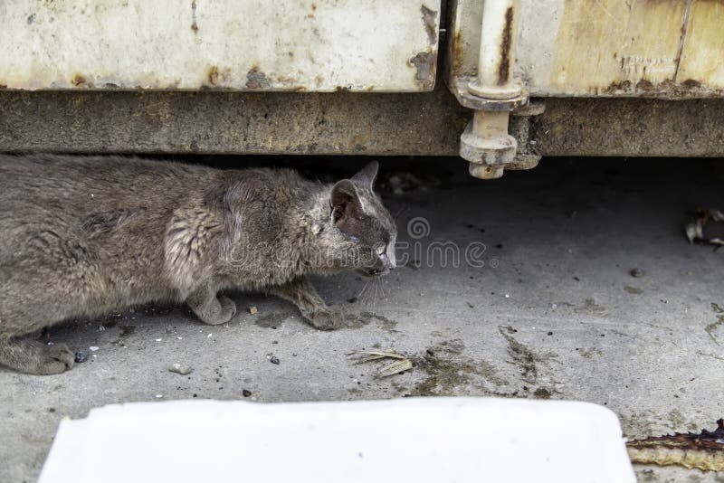 Stray gray cat stock photo. Image of wildlife, grey - 218769914