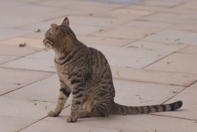 Stray Grey Cat Sitting and Looking Back Stock Photo - Image of breed ...