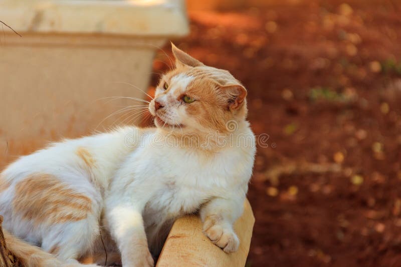 Stray Hungry Cat on City Street Stock Image - Image of conceptual ...