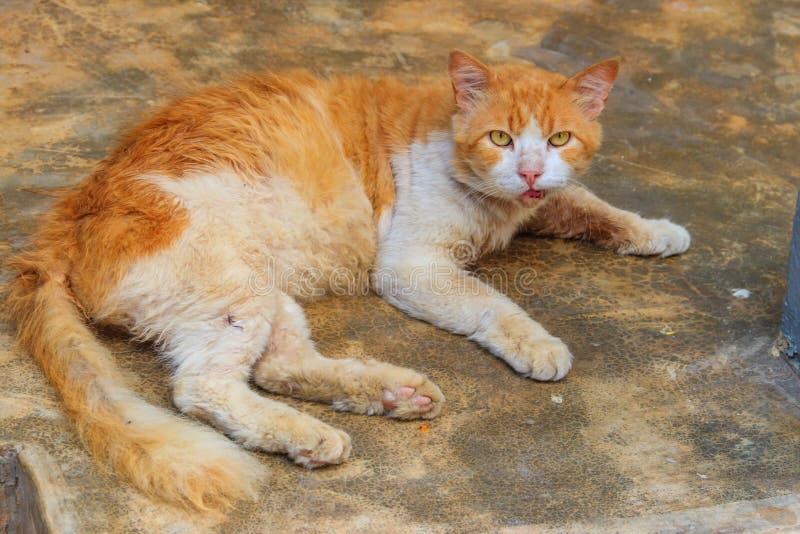 Stray Hungry Cat on City Street Stock Image - Image of furry, outside ...