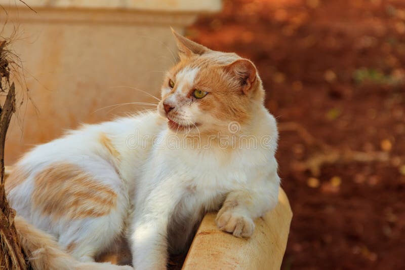 Stray Hungry Cat on City Street Stock Photo - Image of poor, lonely ...