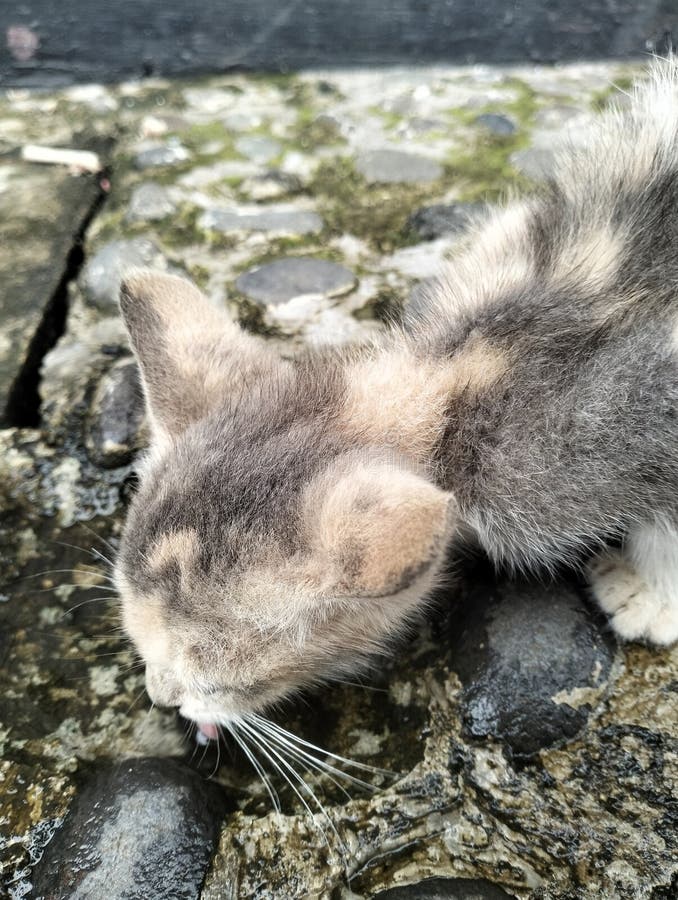 Stray Kitten Drinks Water that is Collected in a Puddle on a Rocky Road ...