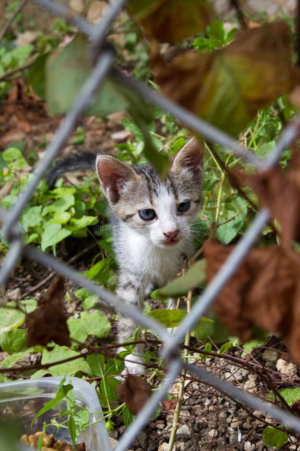 Stray kitten stock image. Image of baby, wild, kitten - 72083407