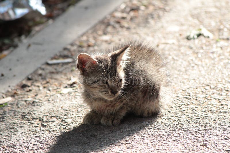 Girlnsmall Stock Photos - Free & Royalty-Free Stock Photos from Dreamstime