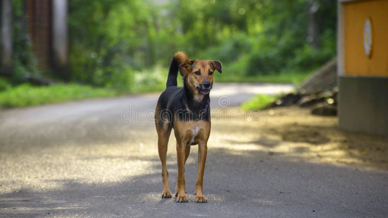 Stray Male Dog Stand Still and Stare Forward in the Middle of a Road ...
