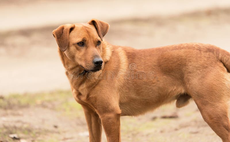 Stray Mongrel Dog Sitting on the Road Stock Photo - Image of doggy ...