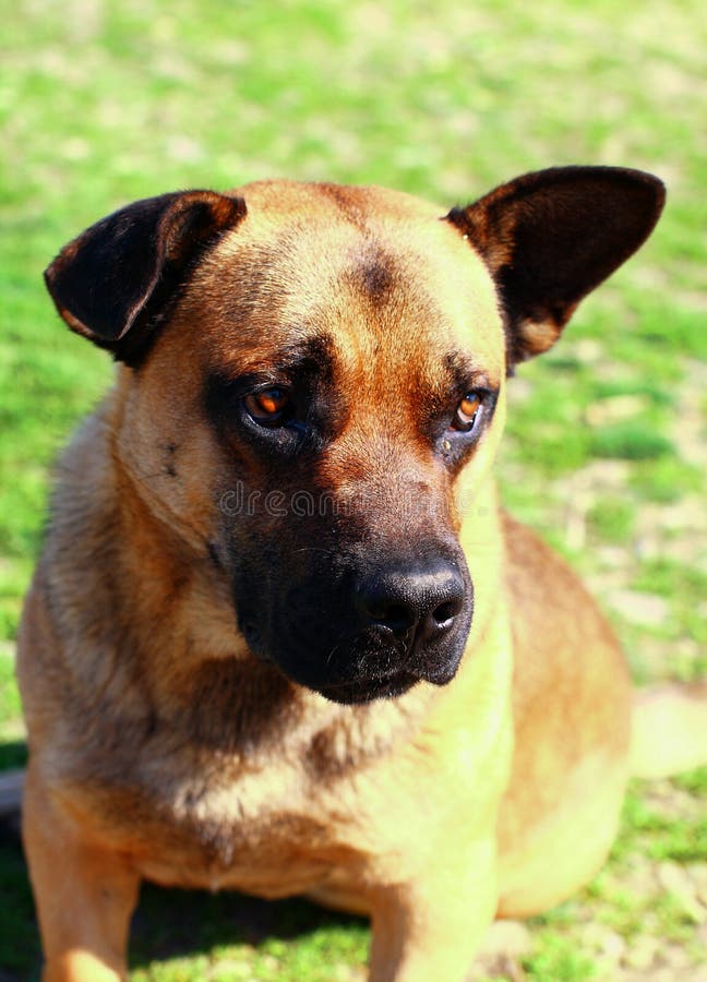 Mutt stock photo. Image of mutt, happy, black, wagging - 5211364