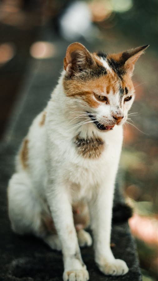 Stray Orange Cat in the Middle of Road Stock Image - Image of animal ...