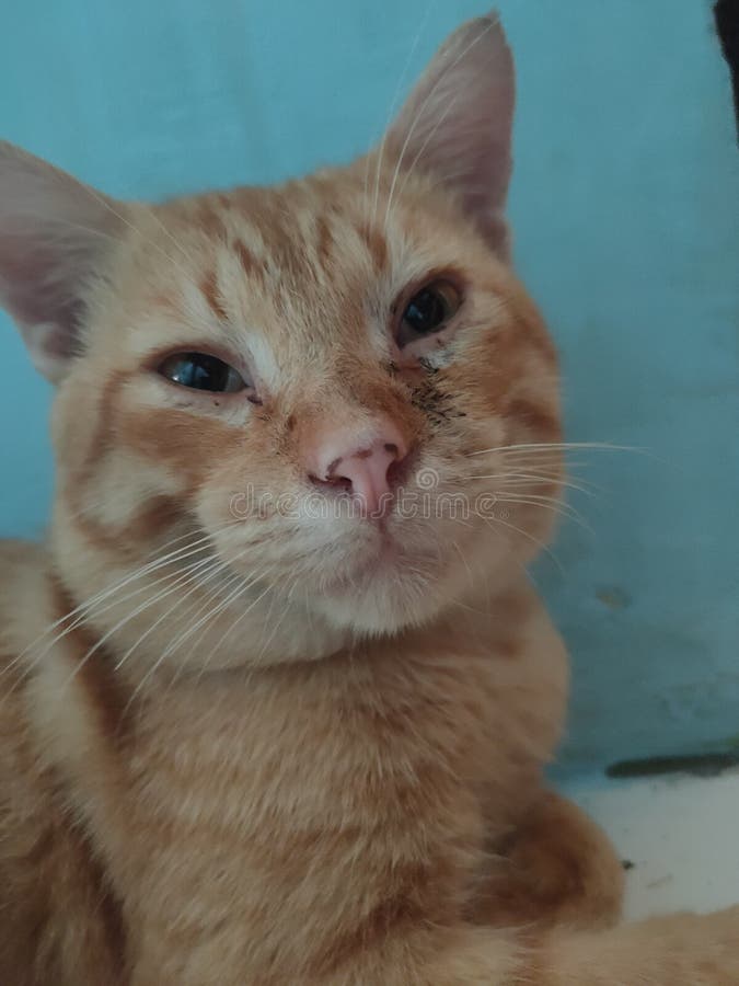 Stray orange cat stock photo. Image of yellow, pets - 220040348