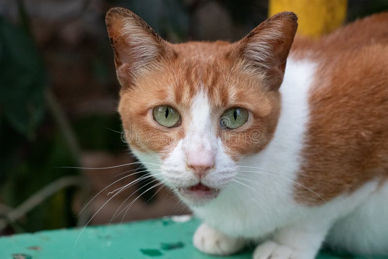 A Stray Orange Tabby Cat Looking at Camera and Talking Stock Photo ...