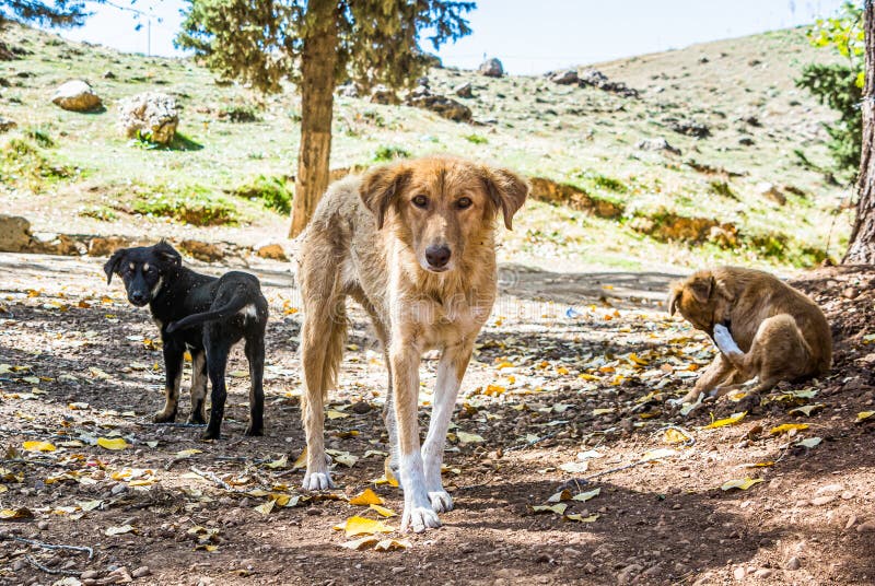 Moroccan Dog Breed Photos - Free & Royalty-Free Stock Photos from ...