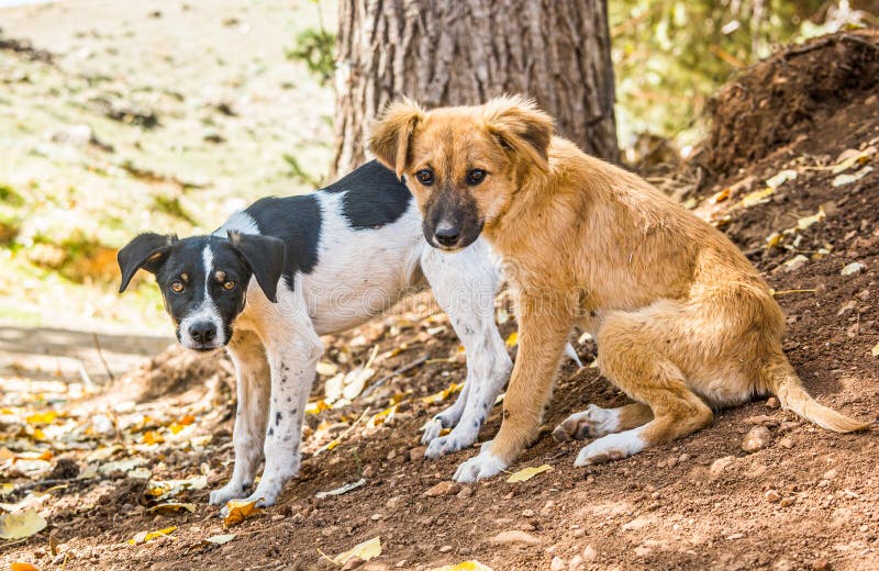 Moroccan Dog Breed Stock Photos - Free & Royalty-Free Stock Photos from ...