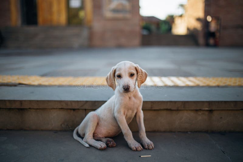 Stray puppy dog in Georgia stock photo. Image of domestic - 255074704