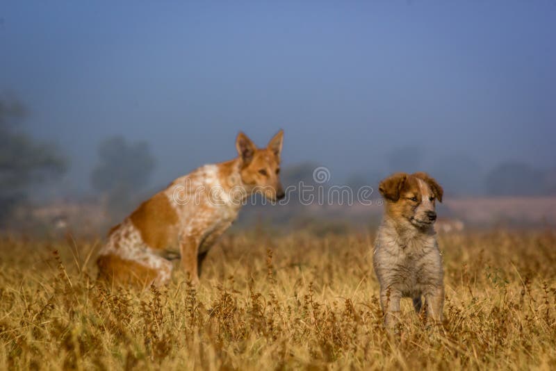 Stray Puppy mother dog stock image. Image of meadow, street - 83522981