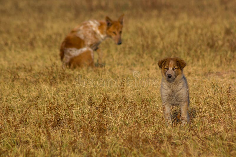 Stray Puppy mother dog stock image. Image of field, stray - 83649997