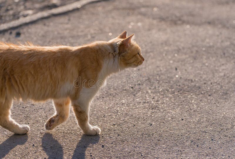 Stray red cat. stock photo. Image of playful, grey, abandoned - 77971966