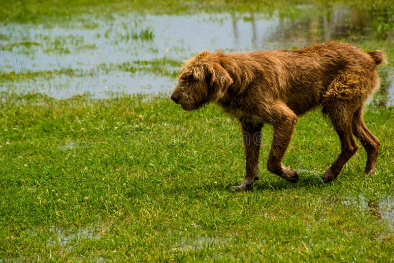 Stray Red Dog Run on Green Grass Stock Image - Image of plants, animal ...