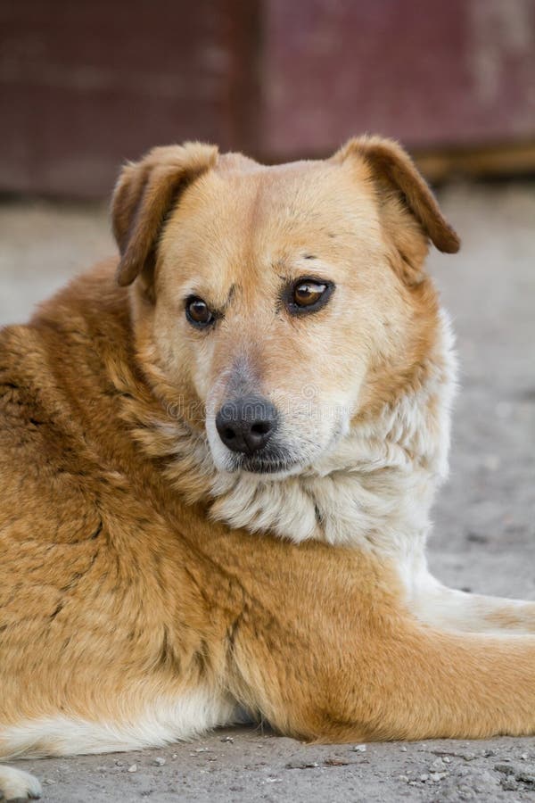 Stray sad dog stock photo. Image of abandoned, alone - 24882872