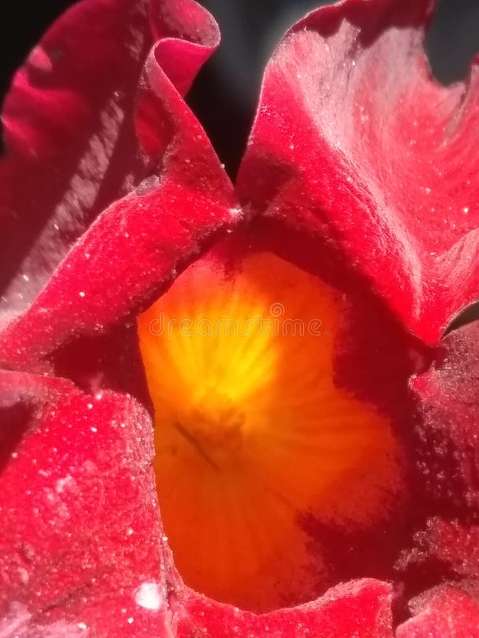 Stray spring bloom stock image. Image of beautiful, stray - 116507421