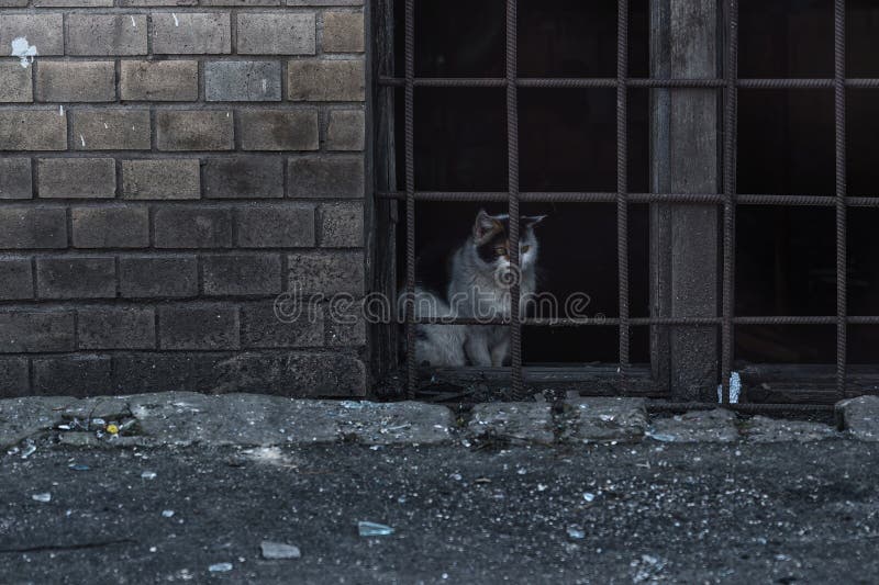 Stray Street Cat Behind Bars of a Broken Basement Window Homeless, Sad ...