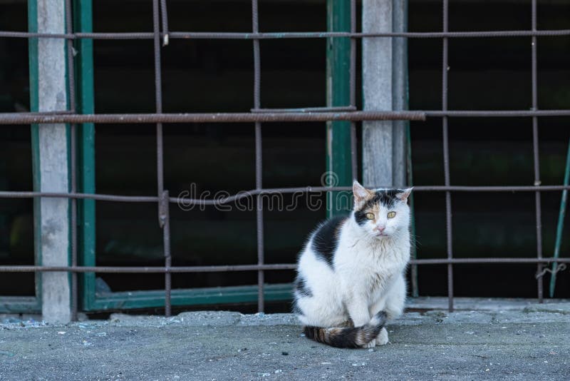 Stray Street Cat in Front of the Bars of a Broken Basement Window ...