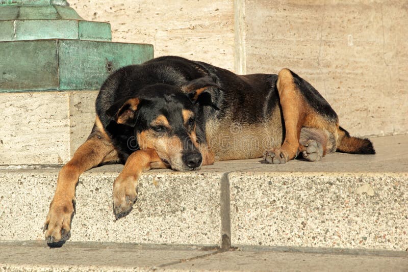 Stray street dog stock photo. Image of outdoors, animal - 19406814