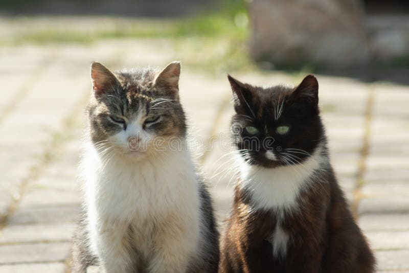 Two street cats stock image. Image of cats, beautiful - 206276323