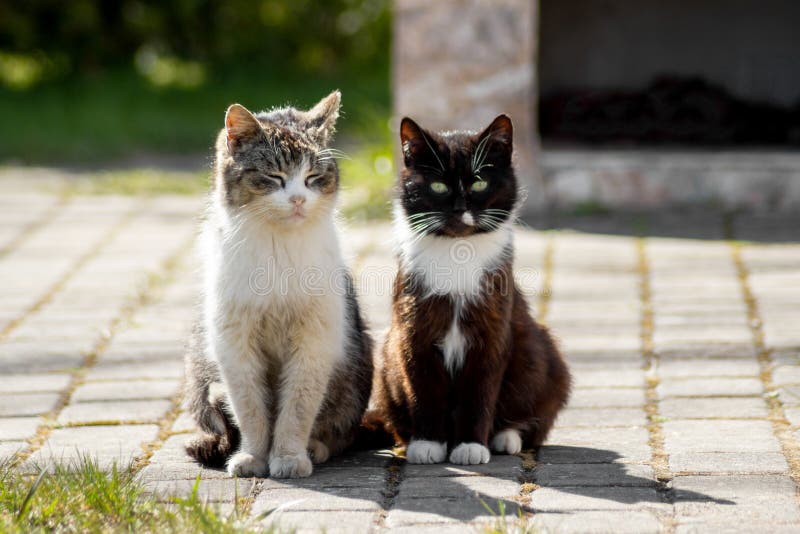Two cats outdoor stock photo. Image of brown, black - 206276340