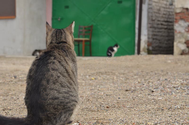 Cat Sitting Back View Stock Photos - Download 762 Royalty Free Photos