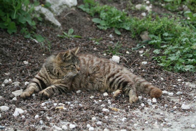 Stray Cat Lying on the Ground Stock Image - Image of lying, animal ...