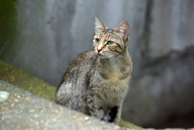 Stray Tabby Cat on the Street Stock Image - Image of hungry, kitty ...