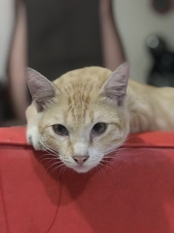 Stray yellow cat stock photo. Image of stray, cute, looking - 225063826